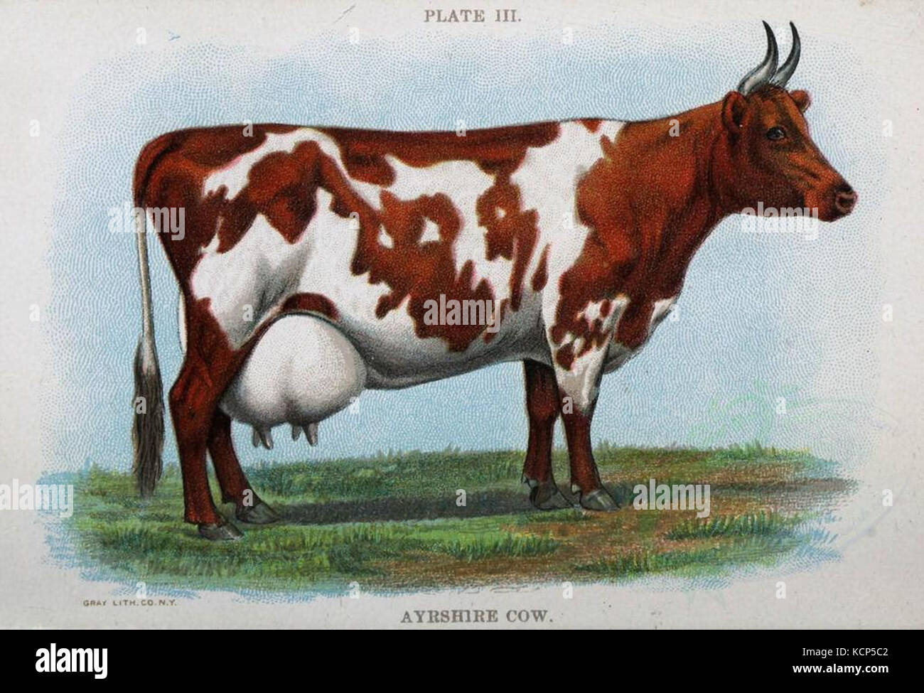 Cow breeds history hi-res stock photography and images - Alamy
