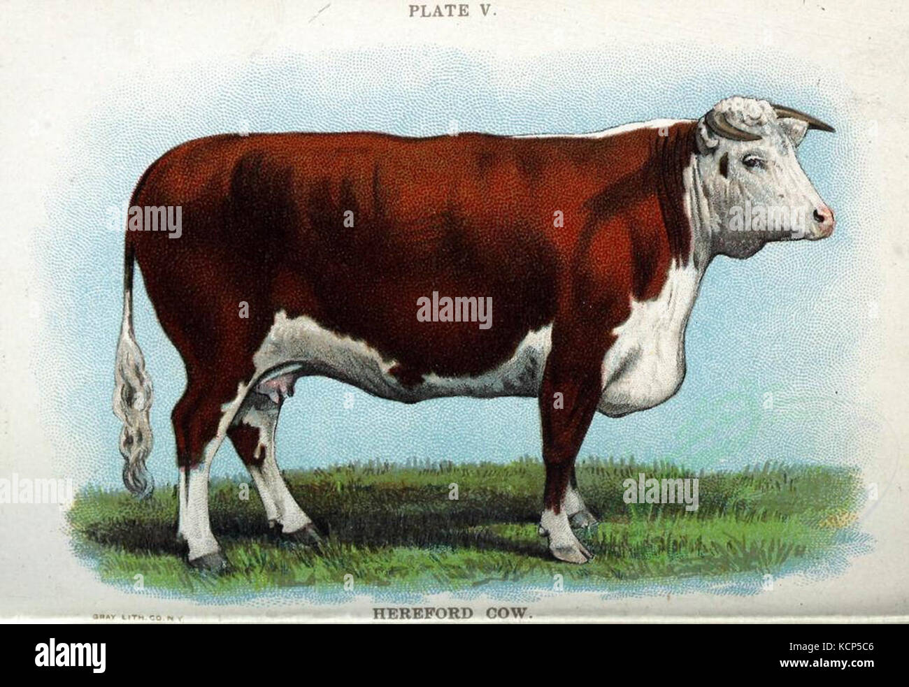 HEREFORD COW (22899914414 Stock Photo - Alamy