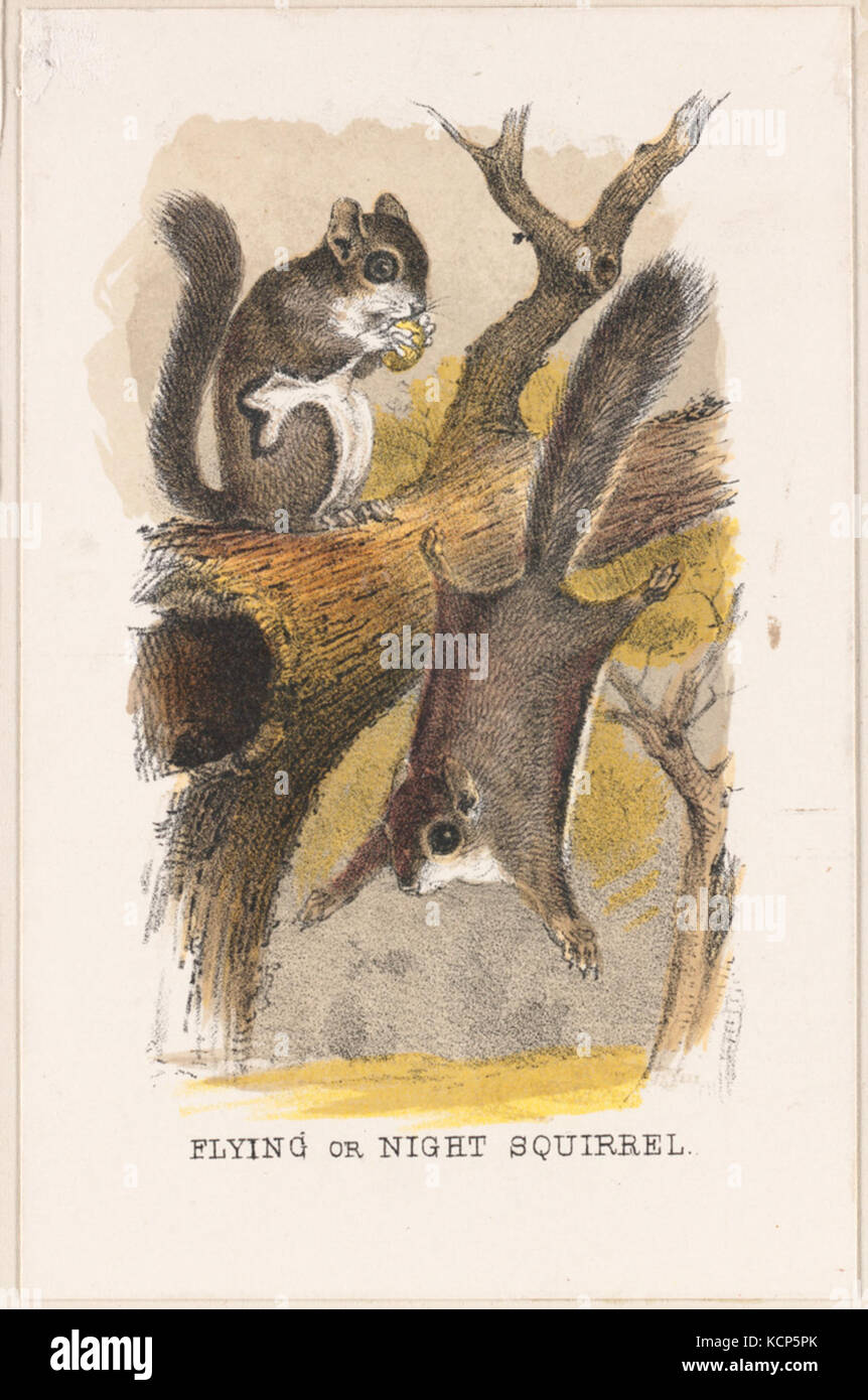 Squirrel illustration book cover hi-res stock photography and images ...