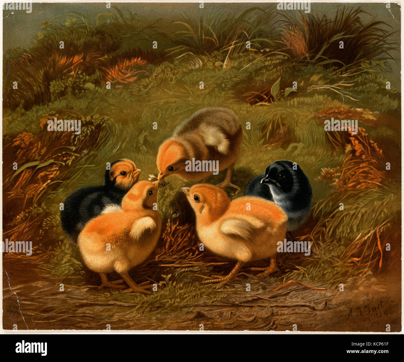 Group of Chickens (Boston Public Library Stock Photo - Alamy