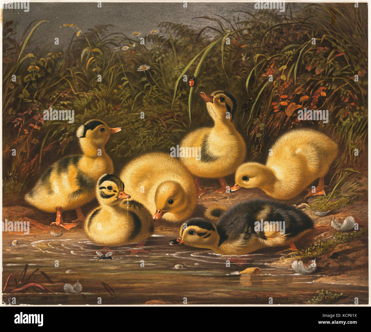 Group of Ducklings (Boston Public Library Stock Photo - Alamy