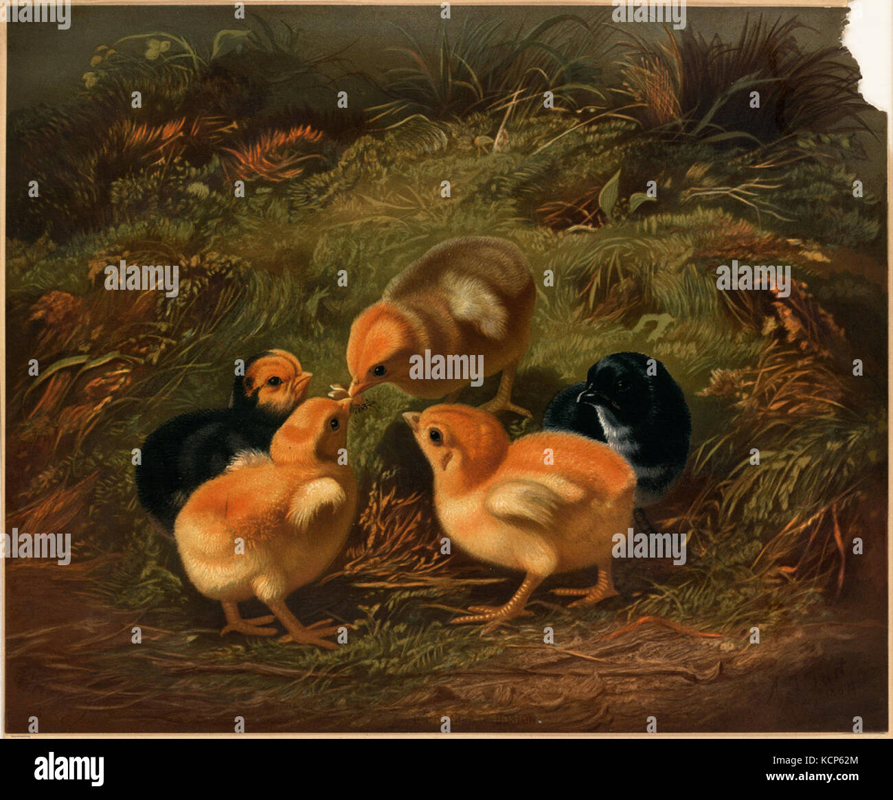 Chickens (Boston Public Library Stock Photo - Alamy