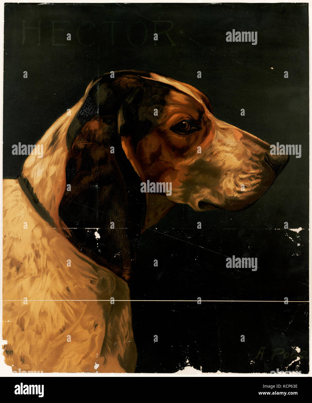 Hector (Dog's Head) (Boston Public Library Stock Photo - Alamy