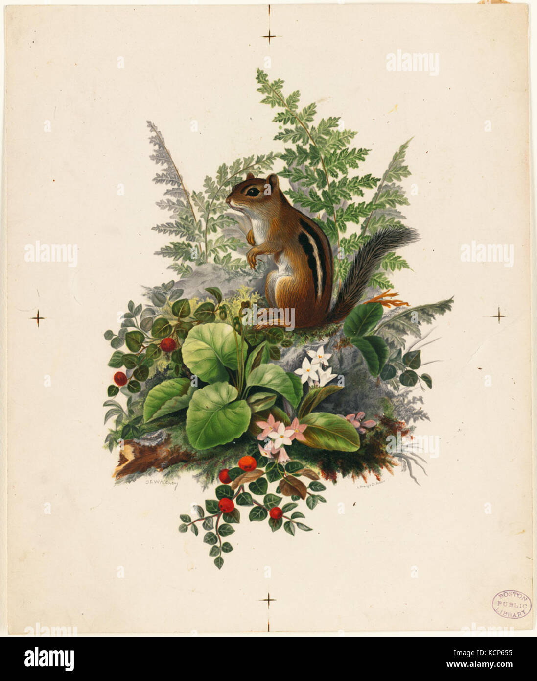 Chipmunk Photograph High Resolution Stock Photography and Images - Alamy