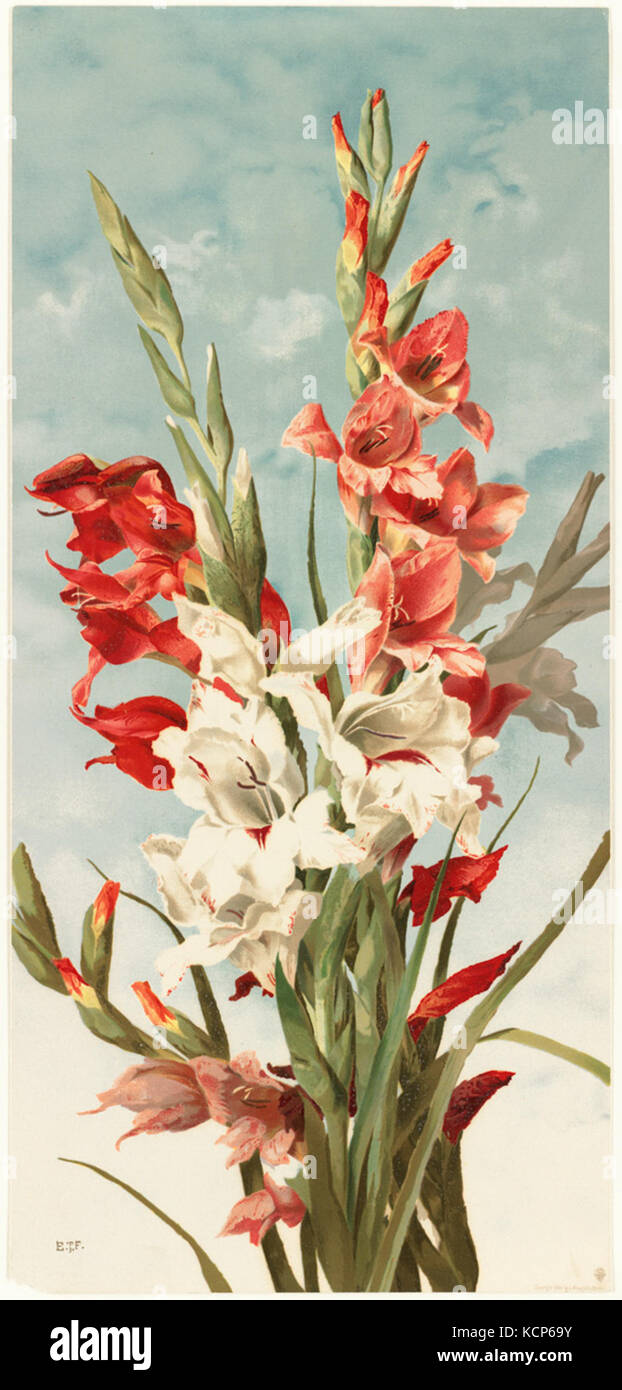 Gladiolus painting hi-res stock photography and images - Alamy