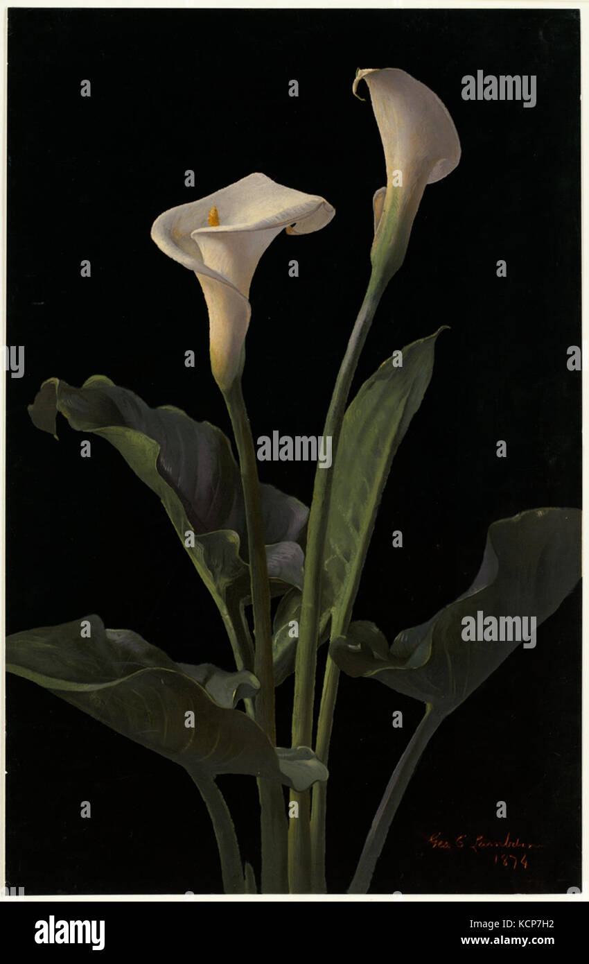 Calla lilies display hi-res stock photography and images - Alamy
