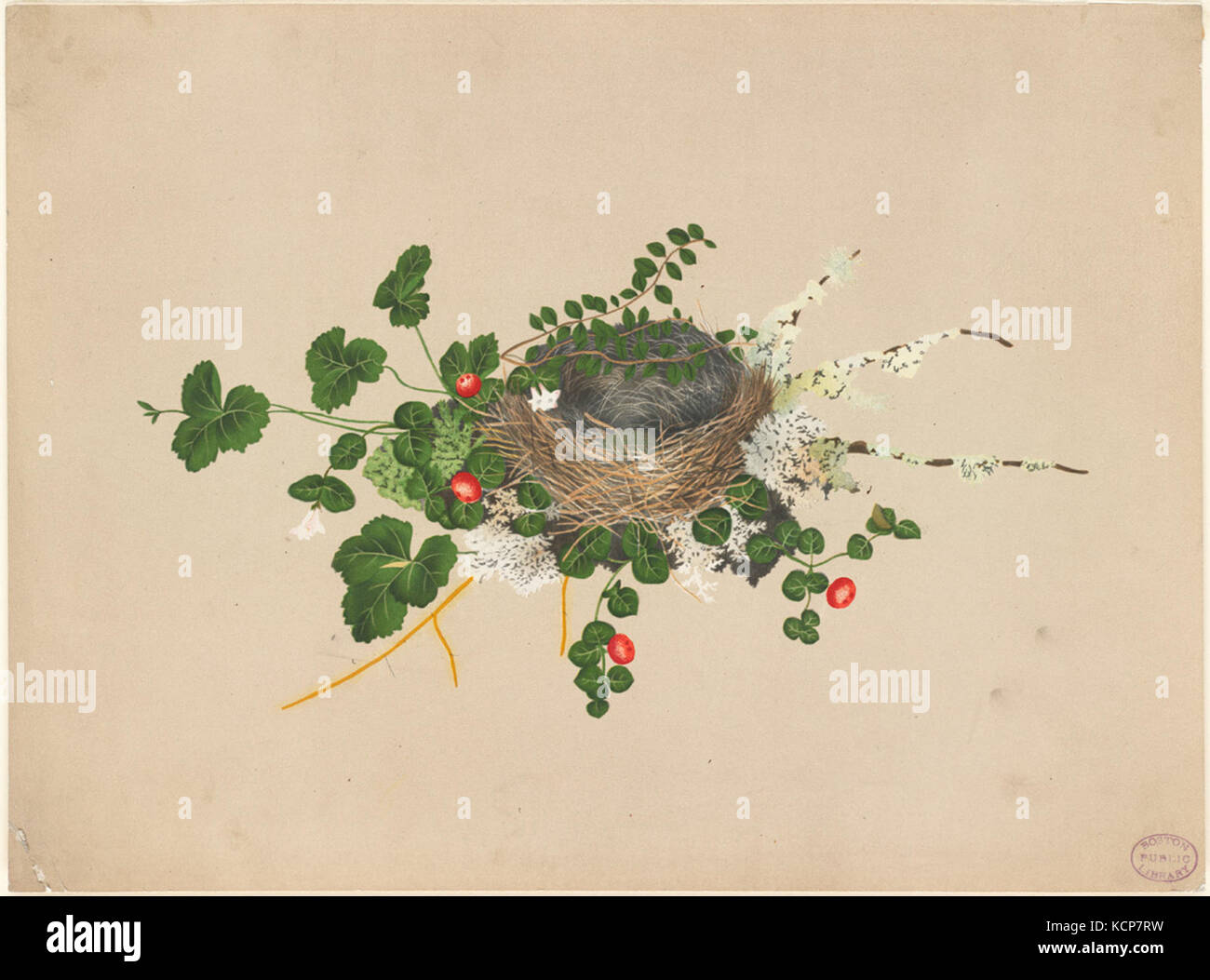 Bird's Nest with Vines (Boston Public Library Stock Photo - Alamy