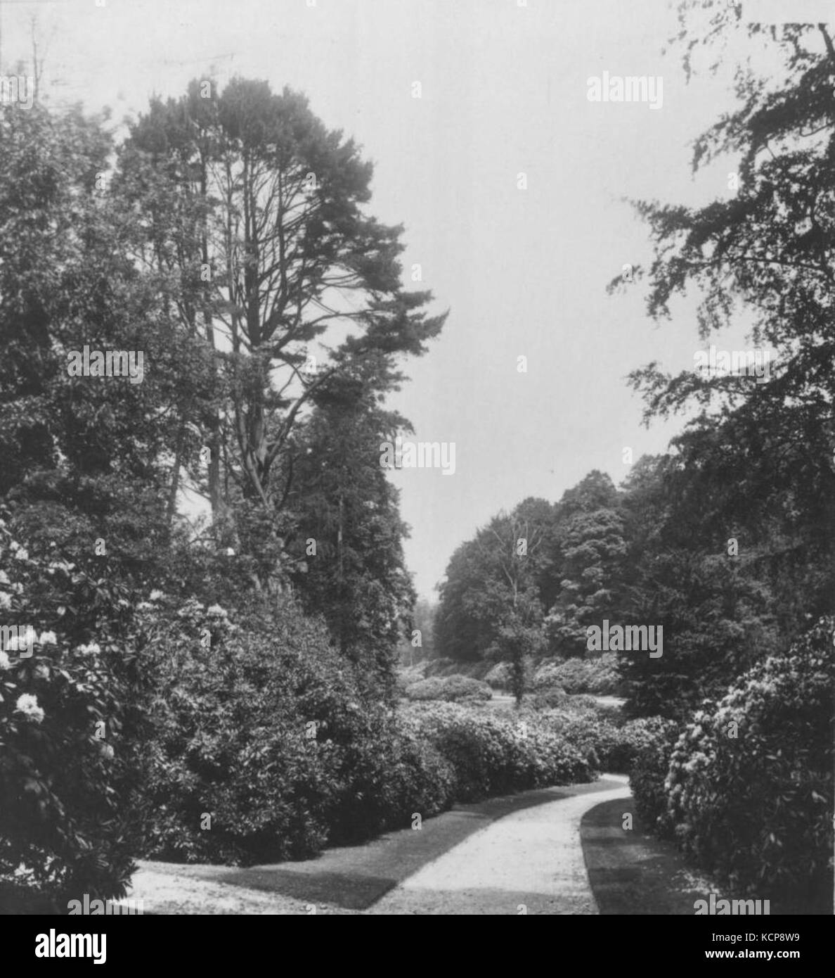 Azaleas and rhododendrons planted near Sandleford priory by William ...