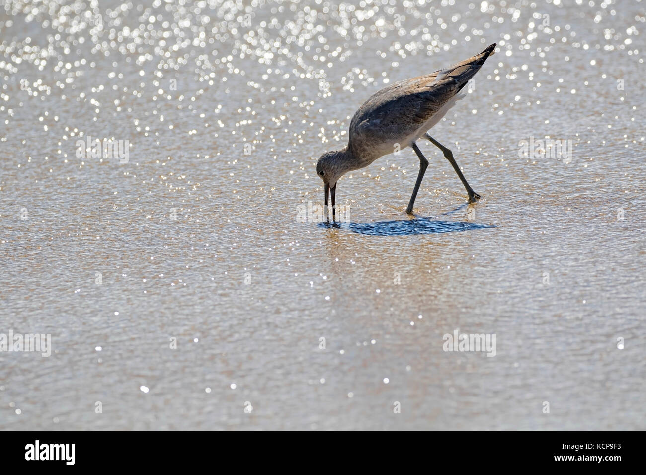 Piper on the beach hi-res stock photography and images - Alamy