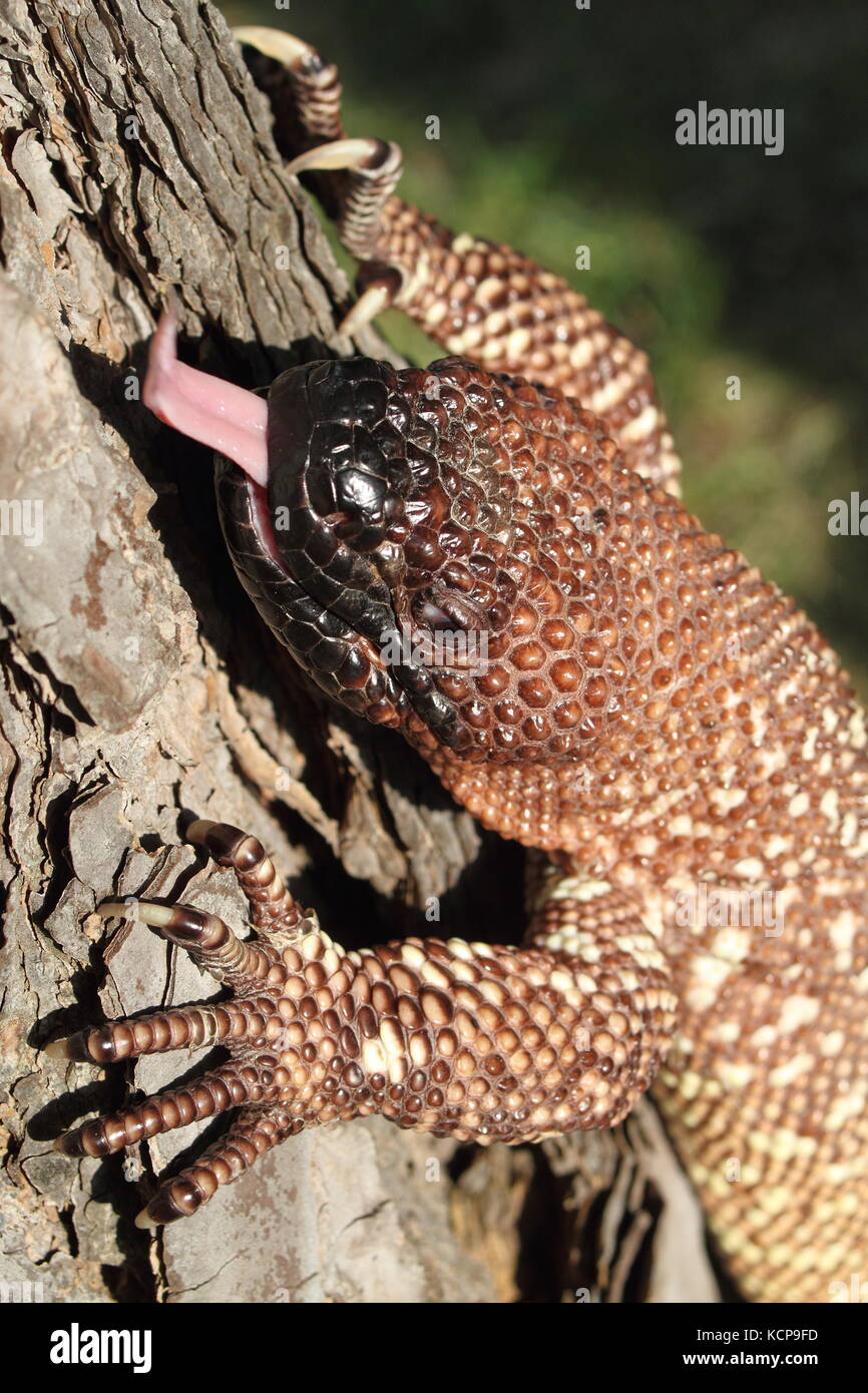 Beaded lizards hi-res stock photography and images - Alamy