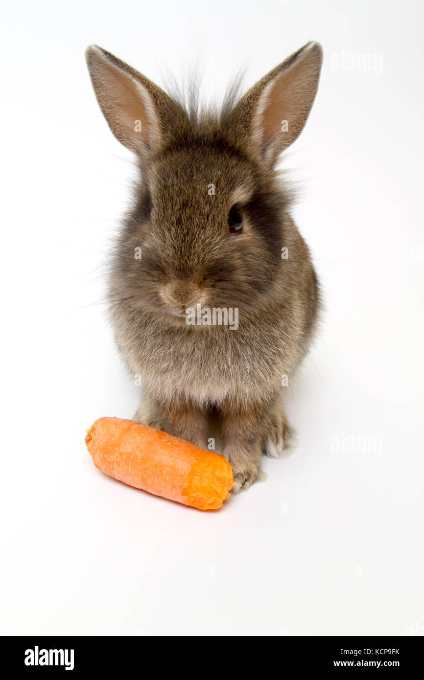 Young brown rabbit with carrot on white background Stock Photo - Alamy