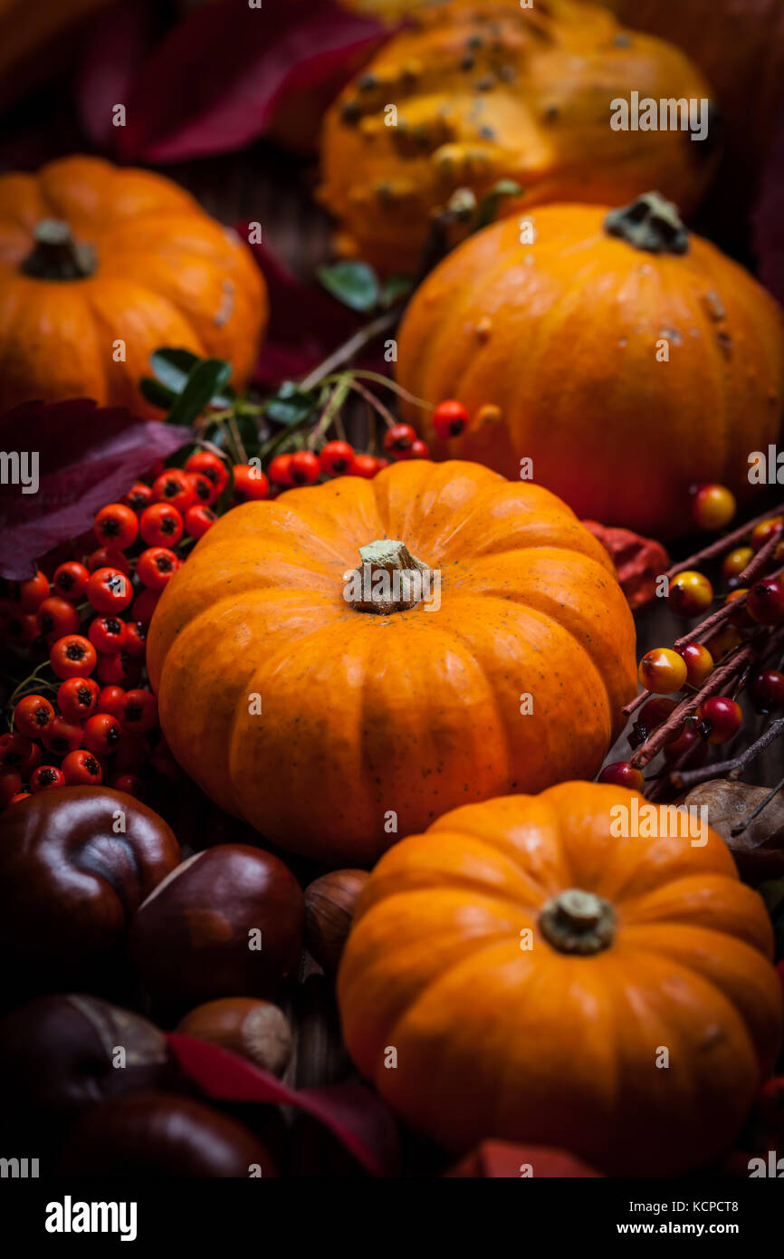 Traditional pumpkins for Thanksgiving in warm colors Stock Photo - Alamy