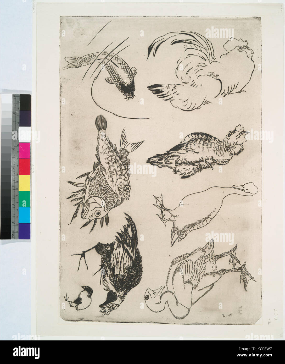 Poissons canards hi-res stock photography and images - Alamy