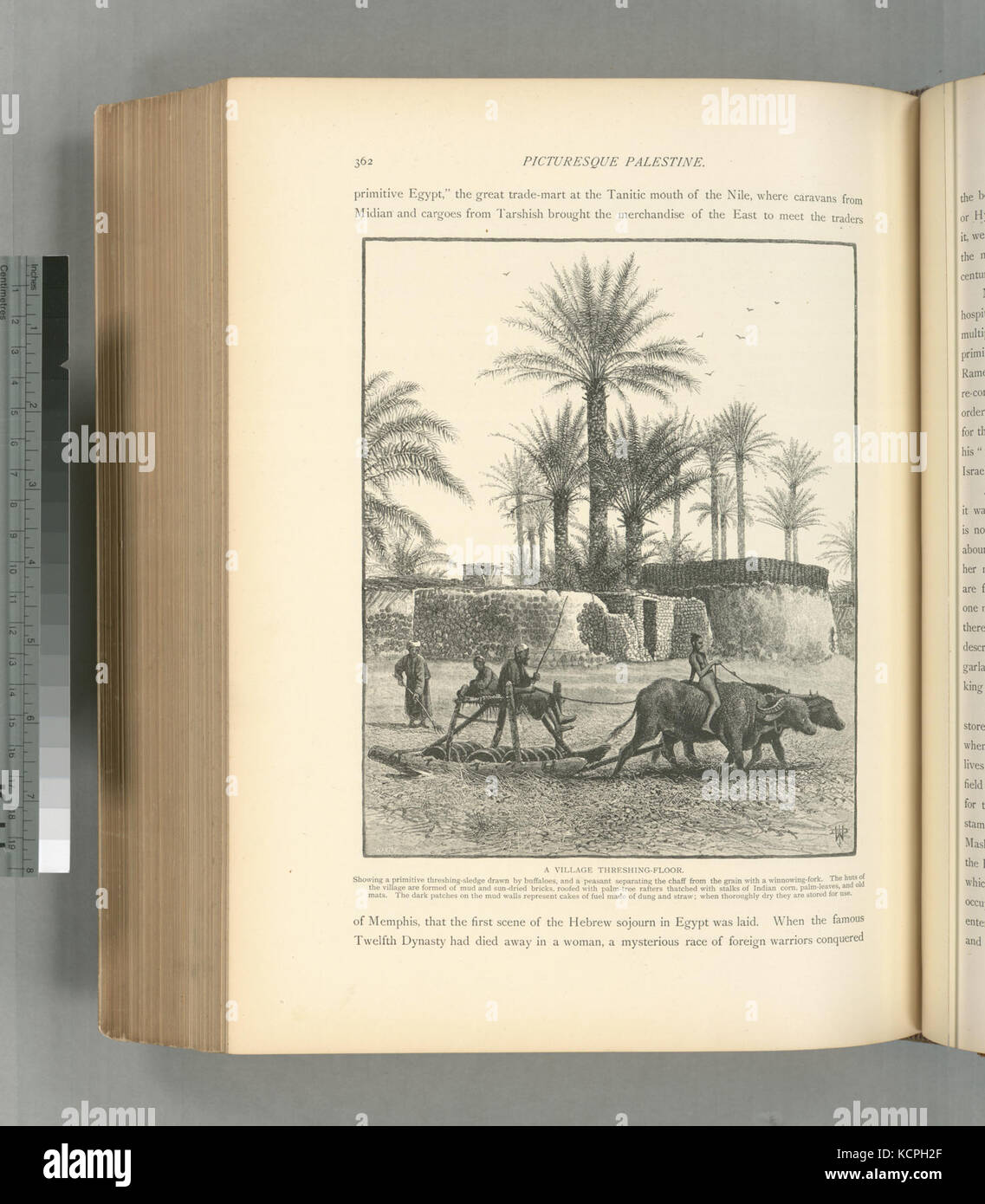 A village threshing floor. Showing a primitive threshing sledge drawn ...