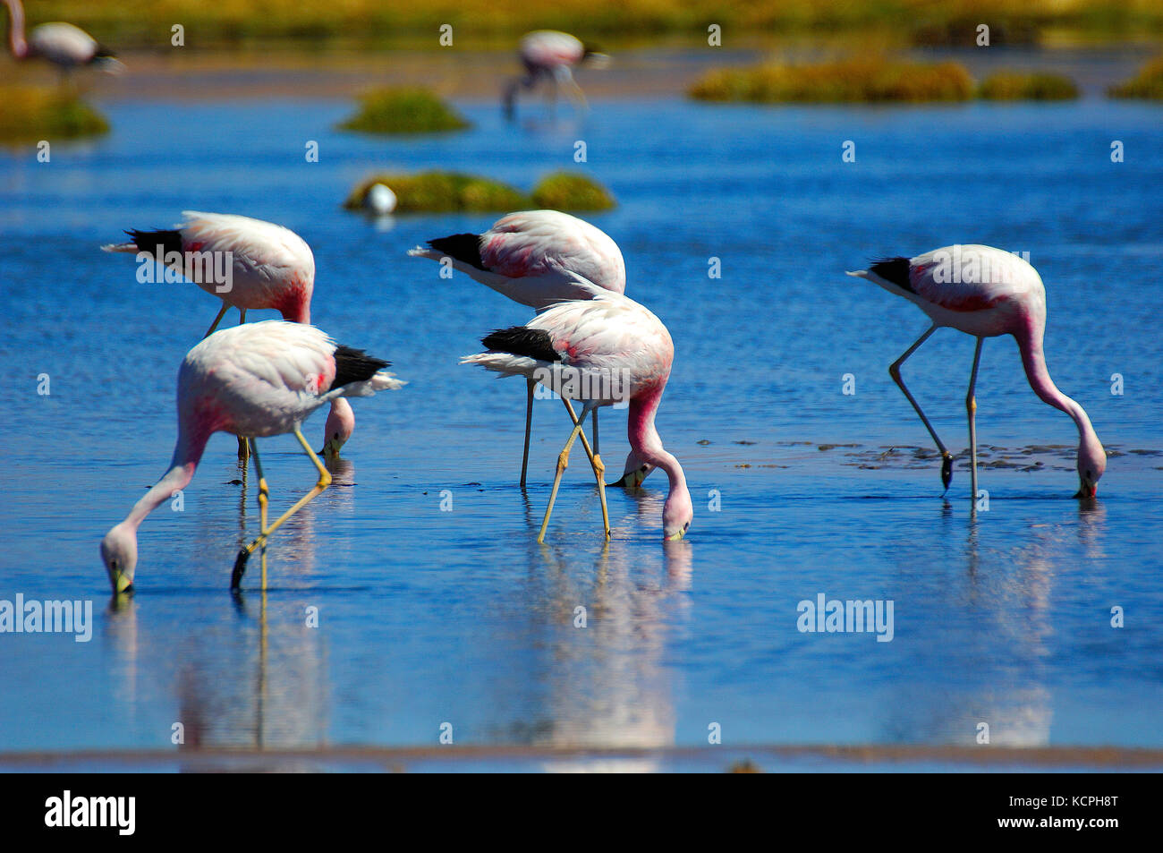 Chile Atacama Desert The river Rio Putana forms in the plateau a wide ...