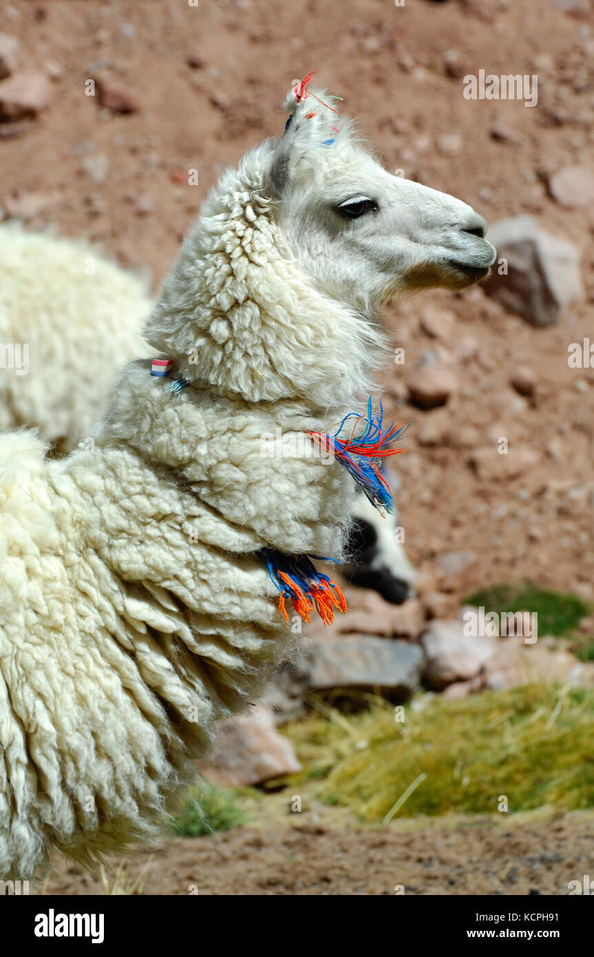 Chile Atacama Desert. Pueblo Machuca. I lama del villaggio| Chile ...
