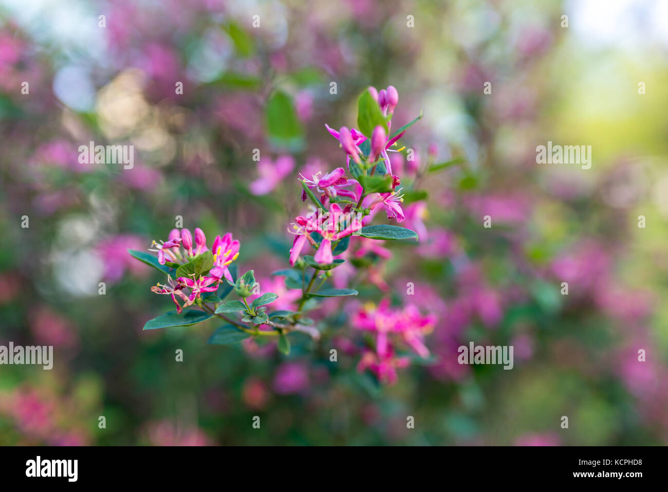 Pretty green tree hi-res stock photography and images - Alamy