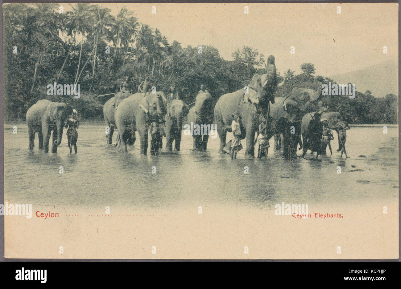 Sri lankan elephant behavior hi-res stock photography and images - Alamy