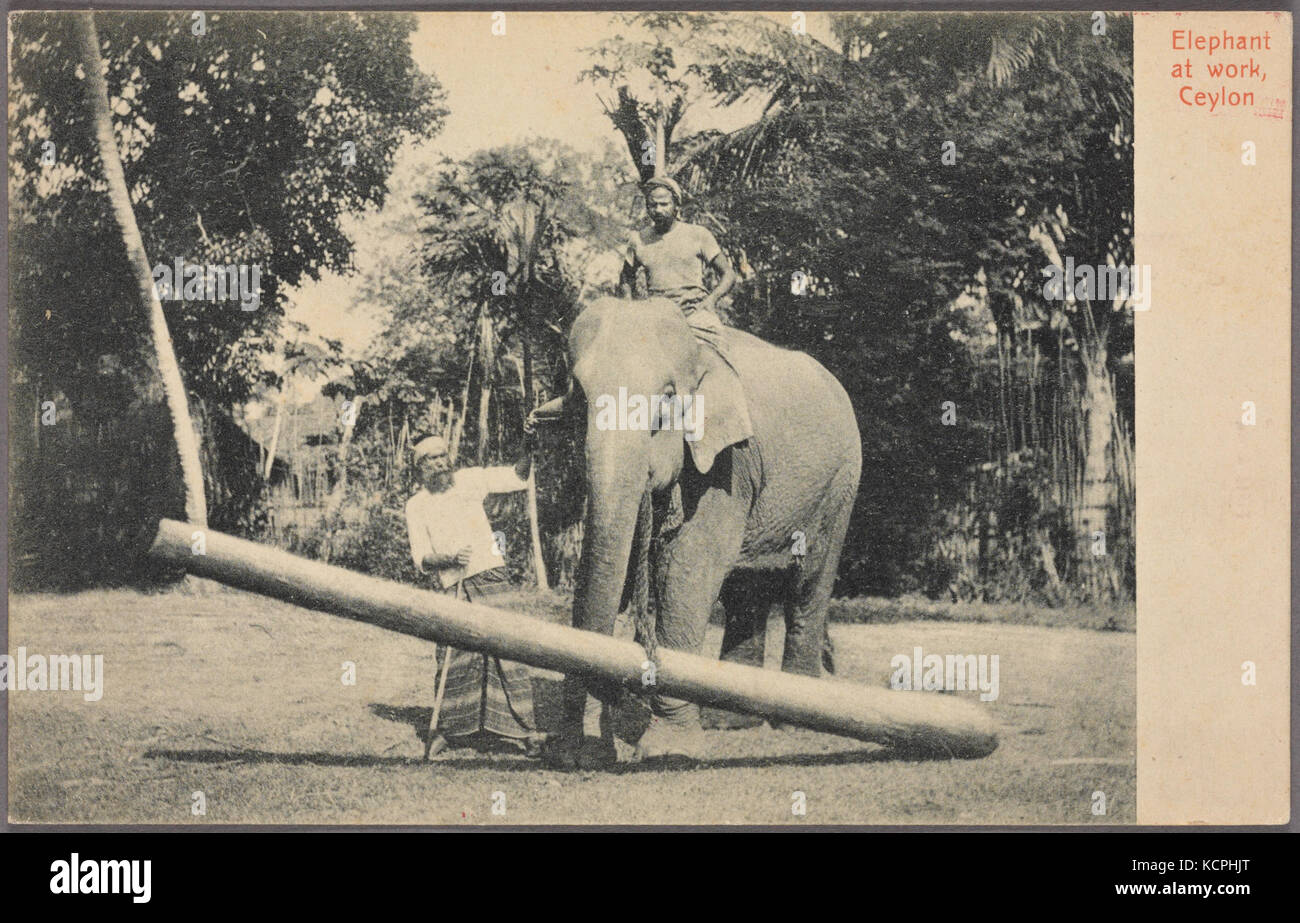 Working elephant sri lanka hi-res stock photography and images - Alamy