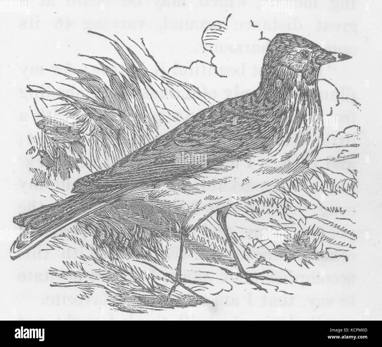 Nightingale Bird Drawing