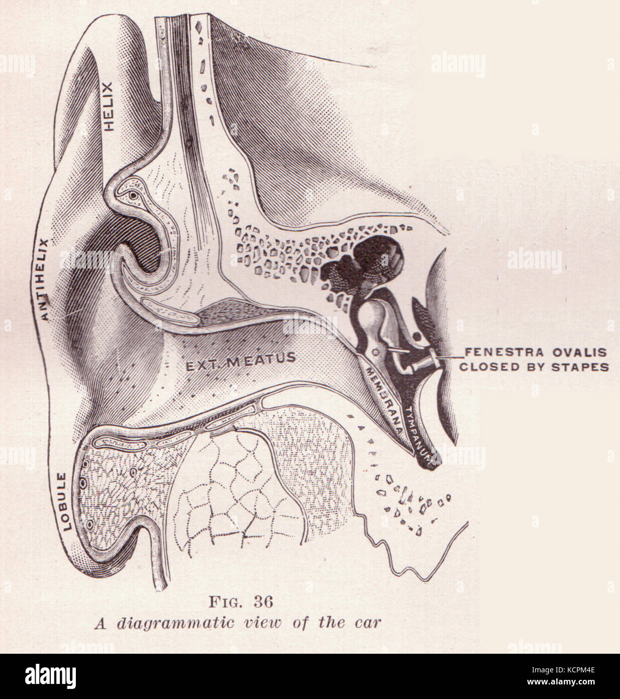 Diagrammatic View of the Ear Stock Photo - Alamy