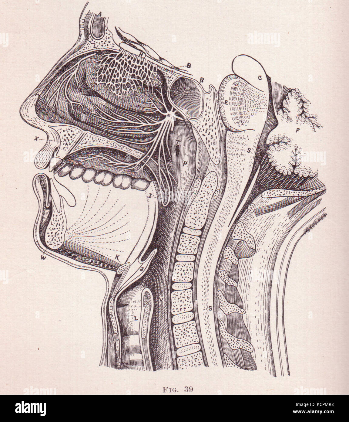 Cross Section of a Face Stock Photo - Alamy