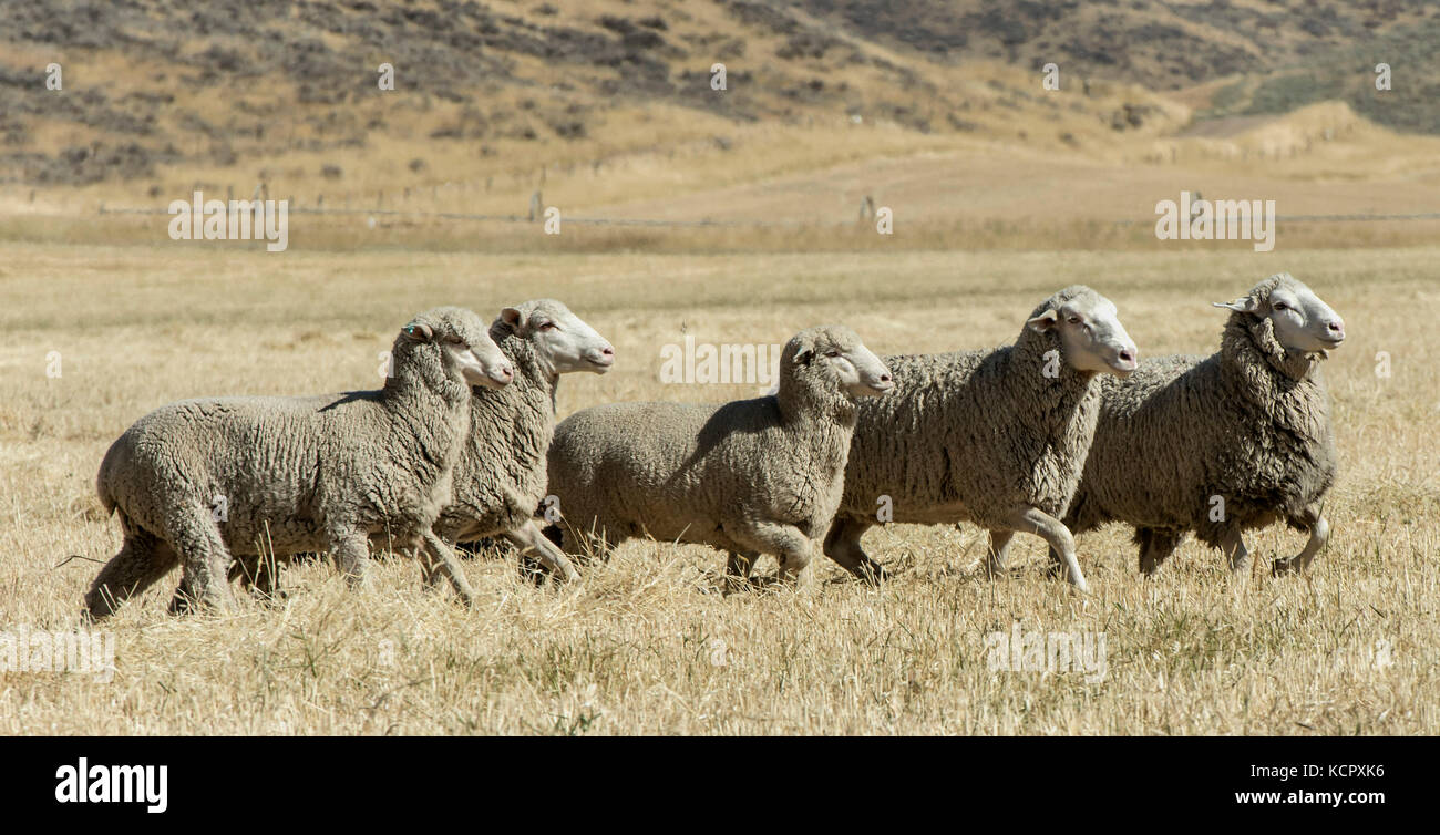 Hailey, Idaho, USA. 06th Oct, 2017. Dogs compete in the 2017 National ...