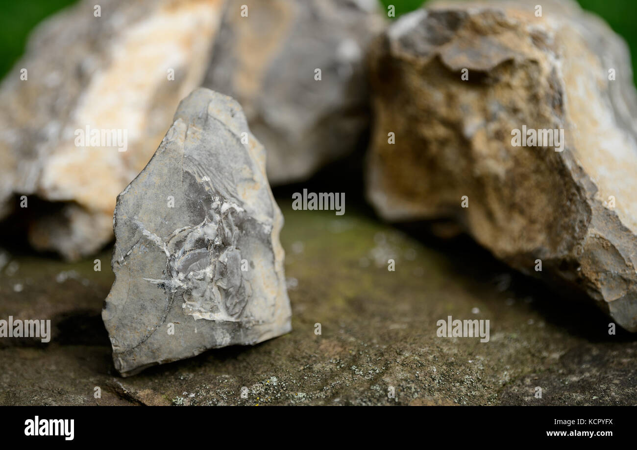 300,000 years skull hi-res stock photography and images - Alamy