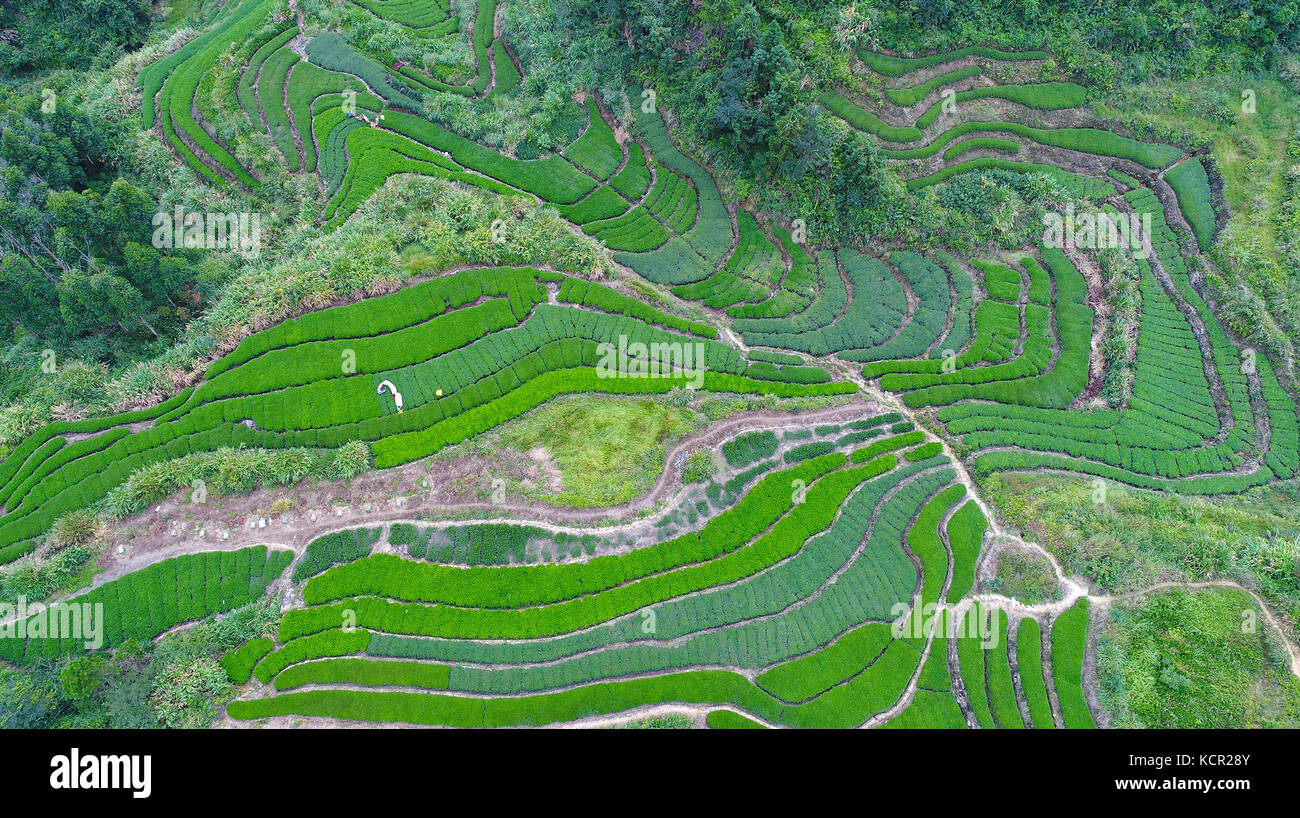 Quanzhou, China's Fujian Province. 7th Oct, 2017. Tea plantations are ...