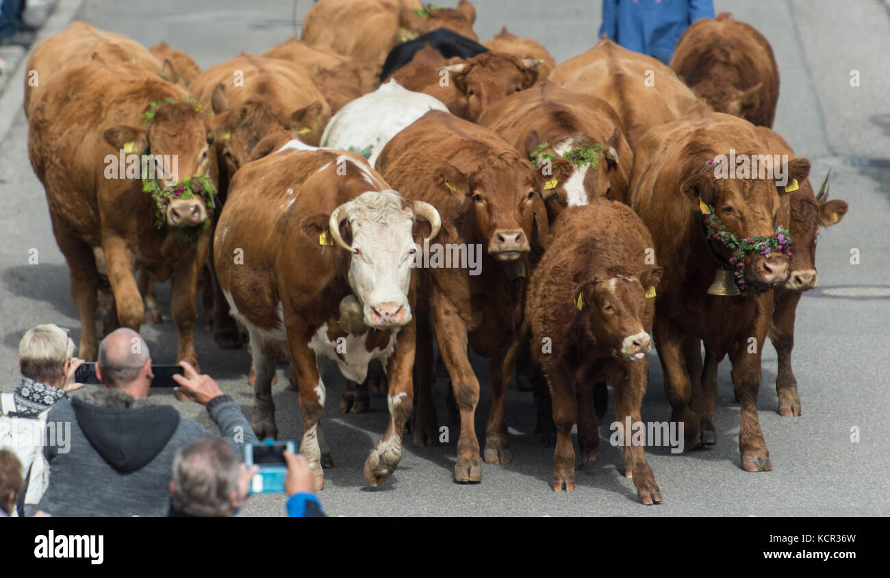 Farmers drive cattle through Oberried, Germany, 7 October 2017. Cattle ...