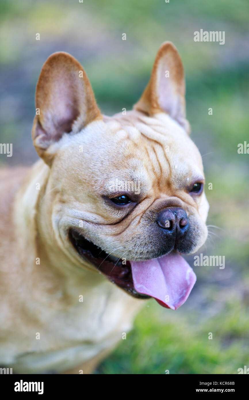 Young French Bulldog Male Cream Headshot Stock Photo - Alamy