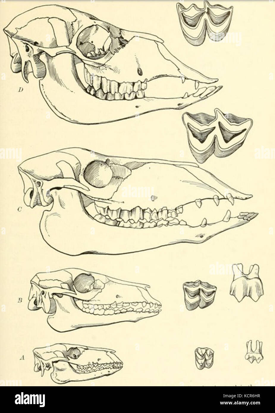 Camels skull hi-res stock photography and images - Alamy
