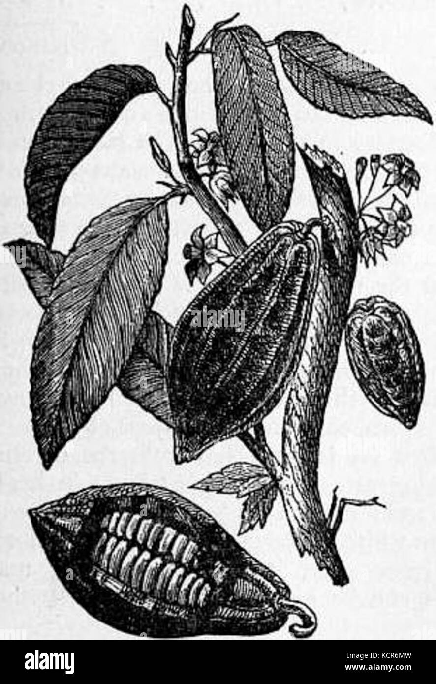 EB1911 Cocoa Branch of Cocoa Tree Stock Photo - Alamy