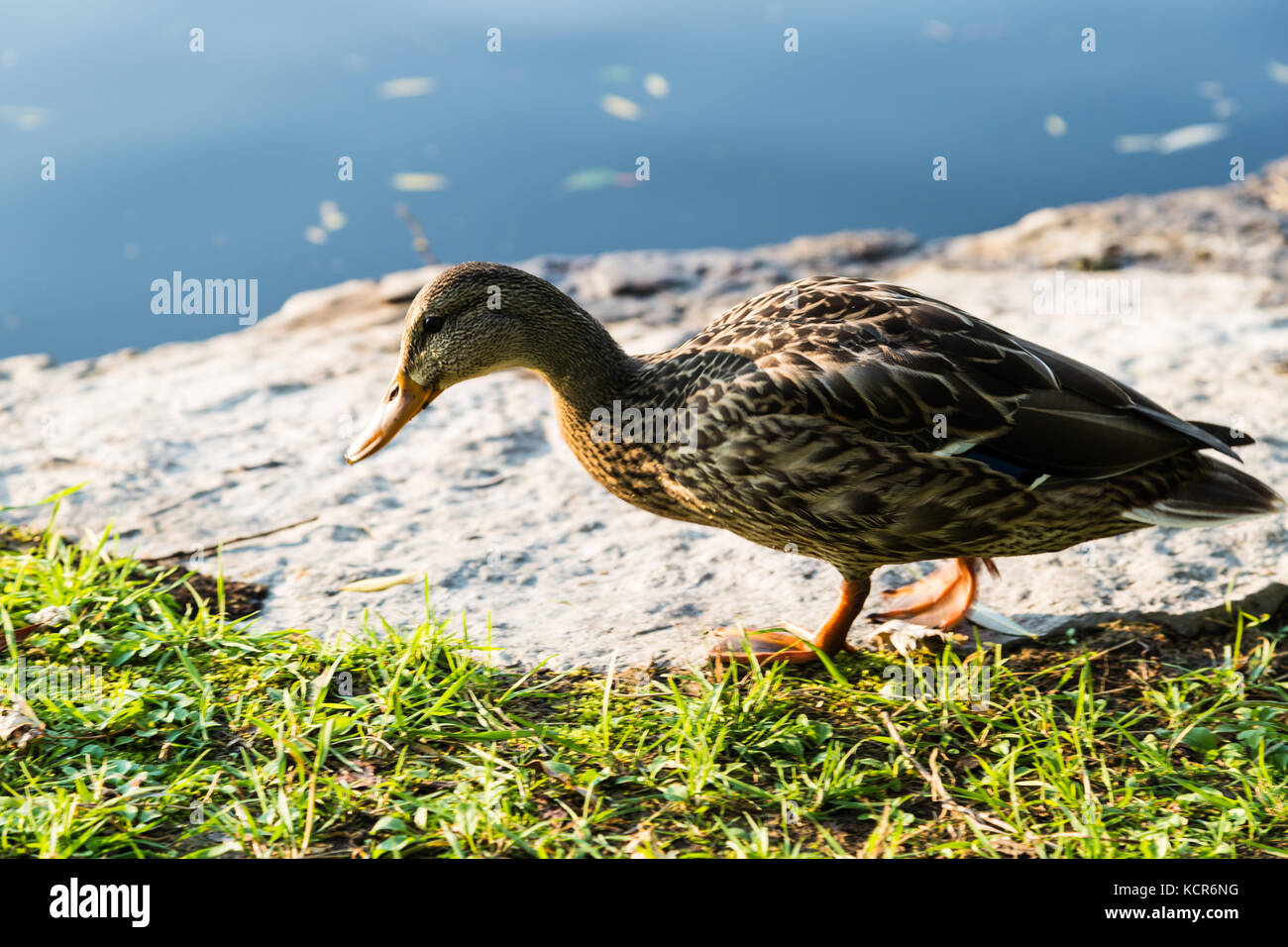 Zoom duck hi-res stock photography and images - Alamy