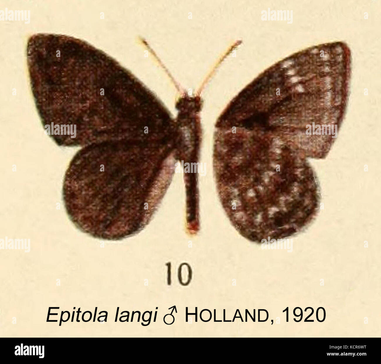 Epitola langi Holland1920OD Stock Photo - Alamy