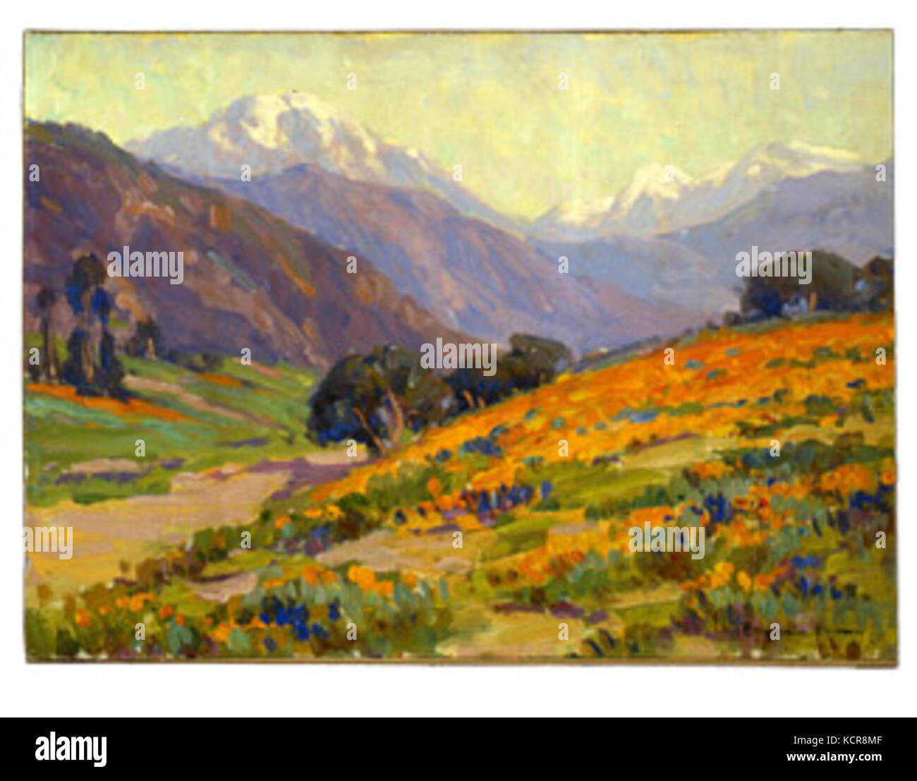 California Poppies by Benjamin Chambers Brown Stock Photo - Alamy