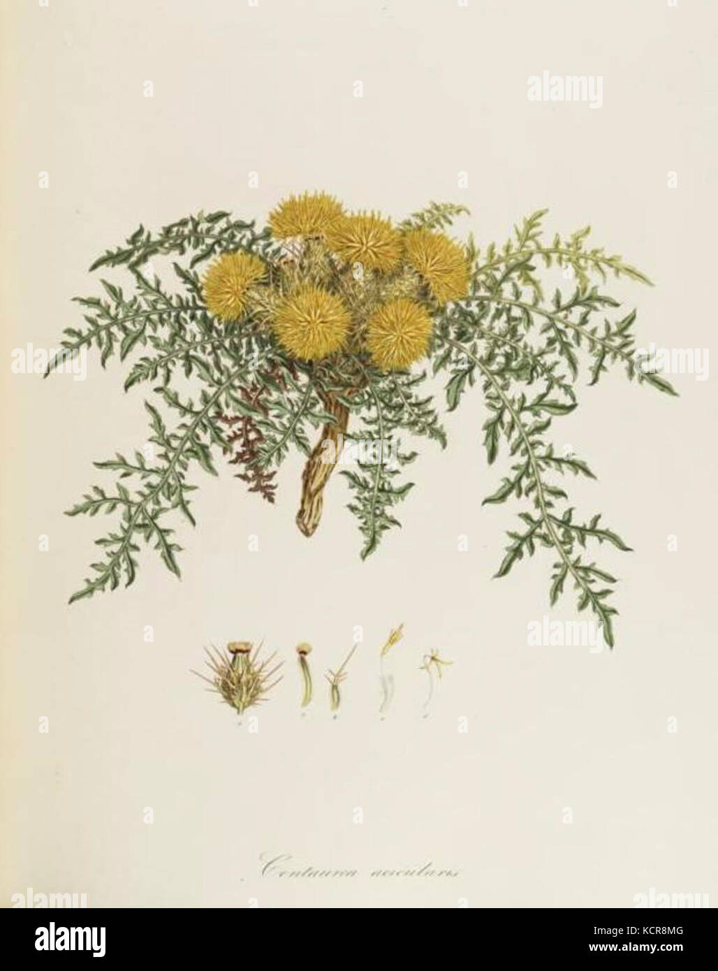 Plant with needle like leaf hi-res stock photography and images - Alamy