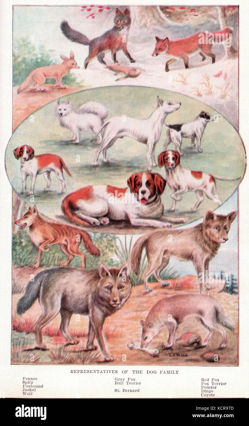 Ancient dog painting hi-res stock photography and images - Alamy