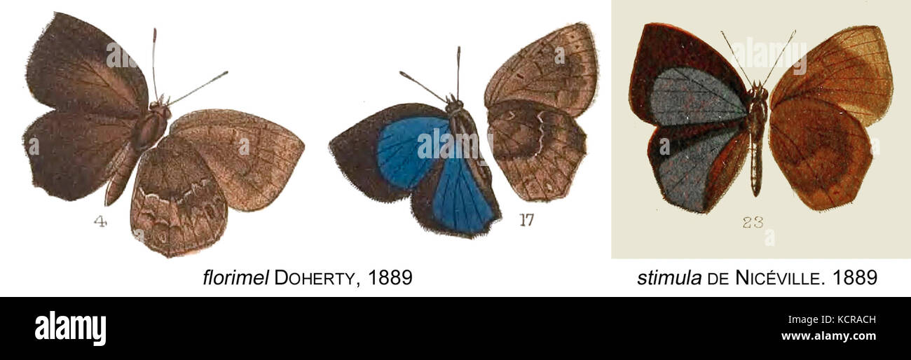 Florimel stimula ODx2 Stock Photo - Alamy