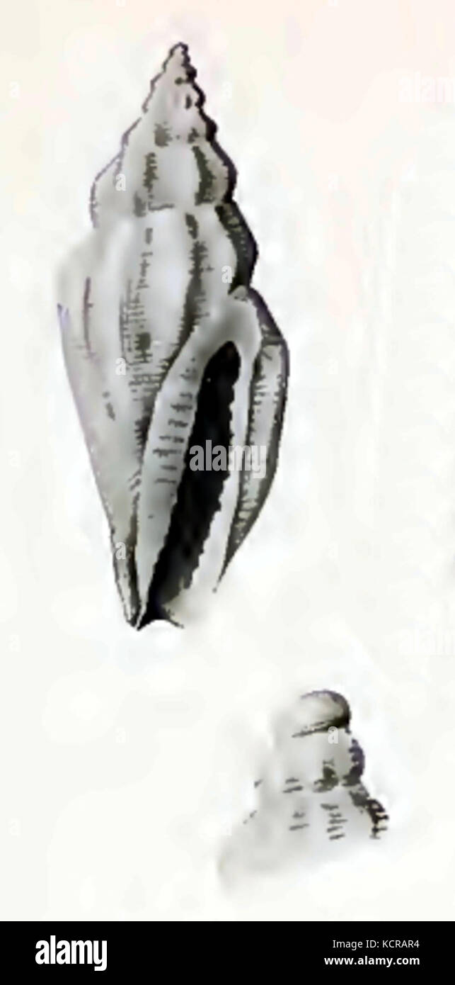 Eucithara alacris 001 Stock Photo - Alamy