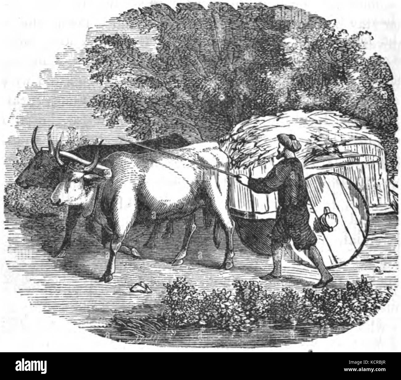 Eastern ox cart Stock Photo - Alamy