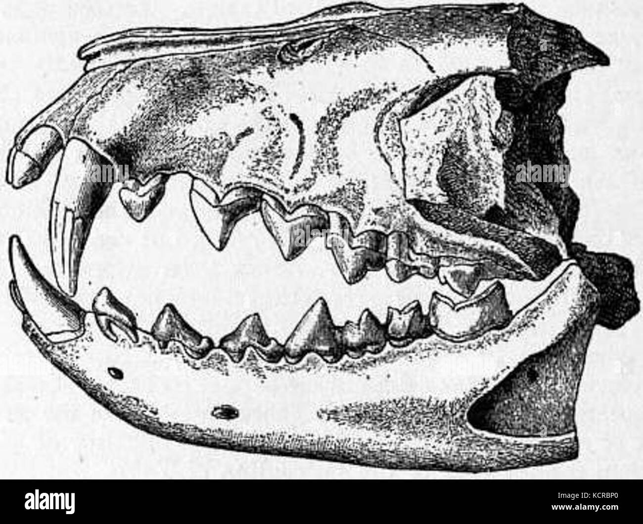 EB1911 Creodonta Dentition of Hyaenodon leptorhynchus Stock Photo - Alamy