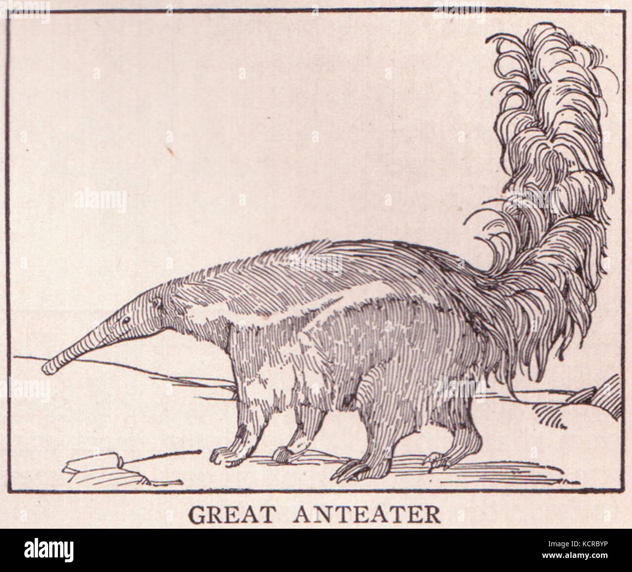 Anteater drawing hi-res stock photography and images - Alamy