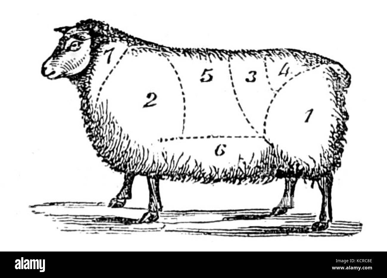 English Housekeeper Mutton Stock Photo - Alamy