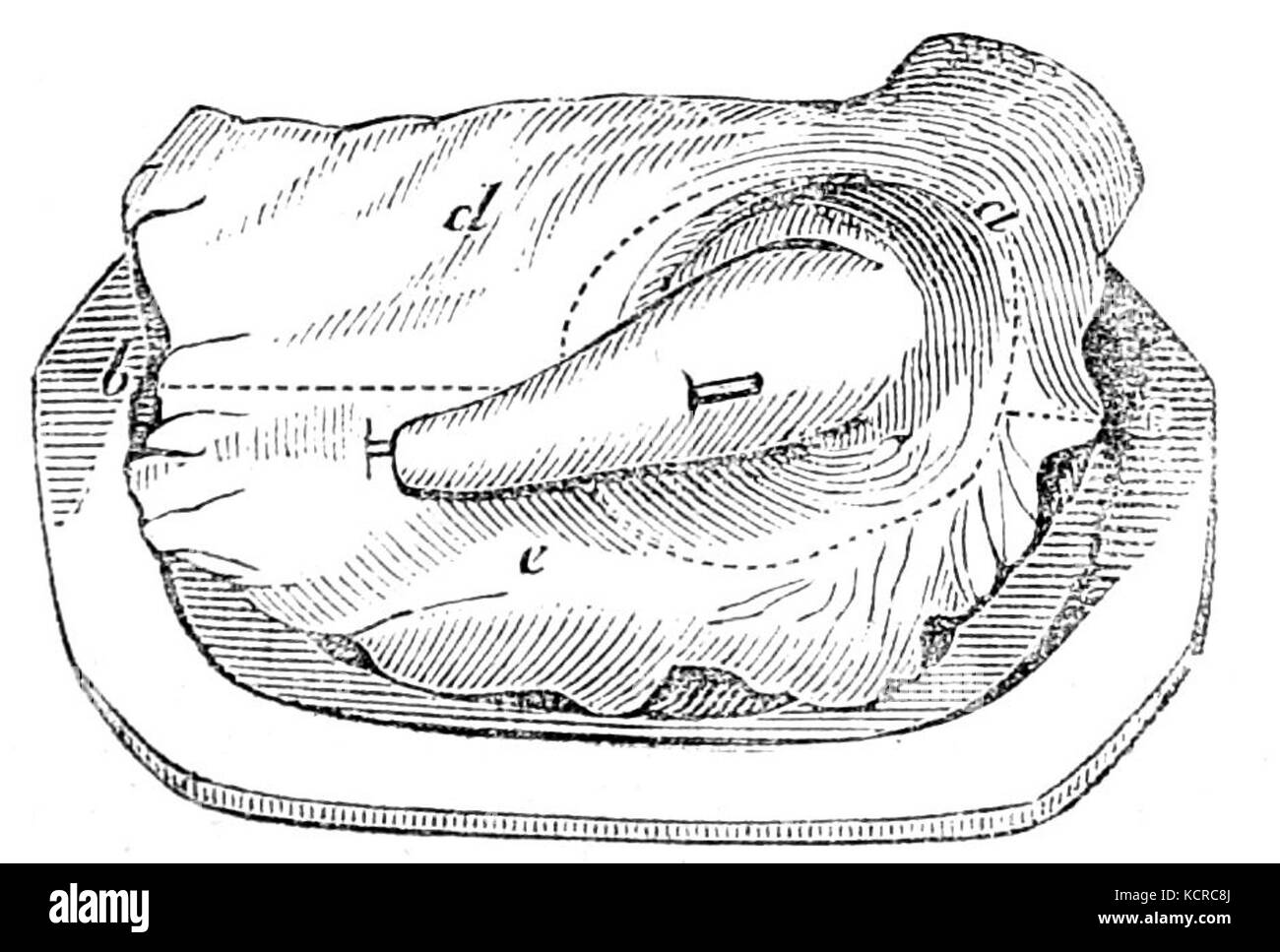 English Housekeeper Forequarter Stock Photo - Alamy