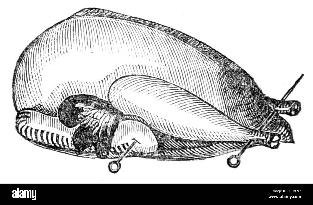 Century turkey Cut Out Stock Images & Pictures - Alamy