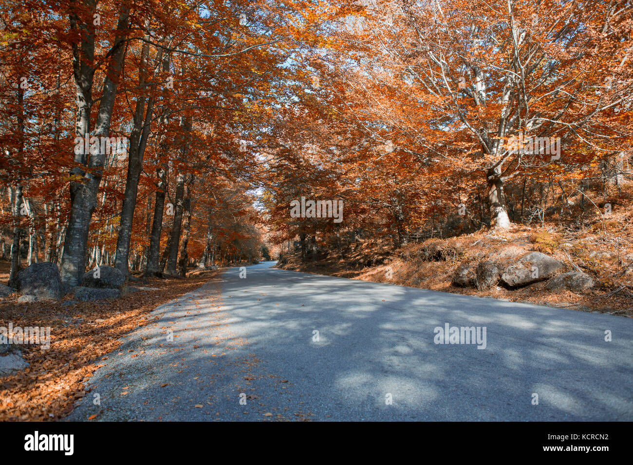 Autumn forest at Mata da Albergaria, Geres National Park, Portugal ...