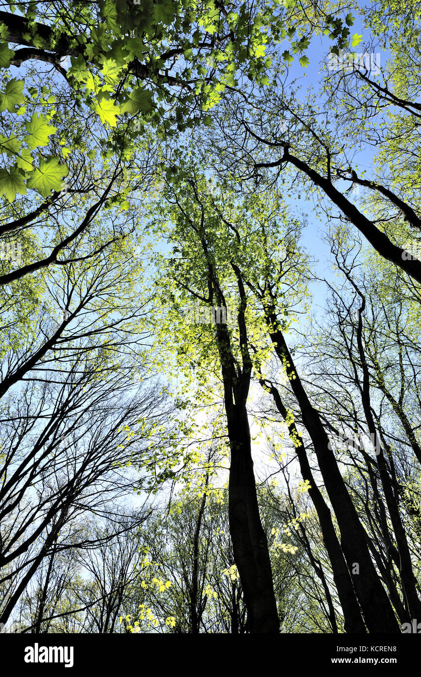 spring, weather, fresh, woods, fresh, green, natural, wild,co, ecology ...