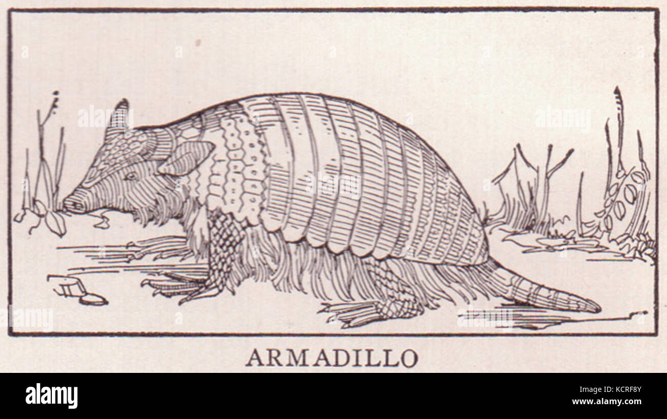 Armadillo protection hi-res stock photography and images - Alamy