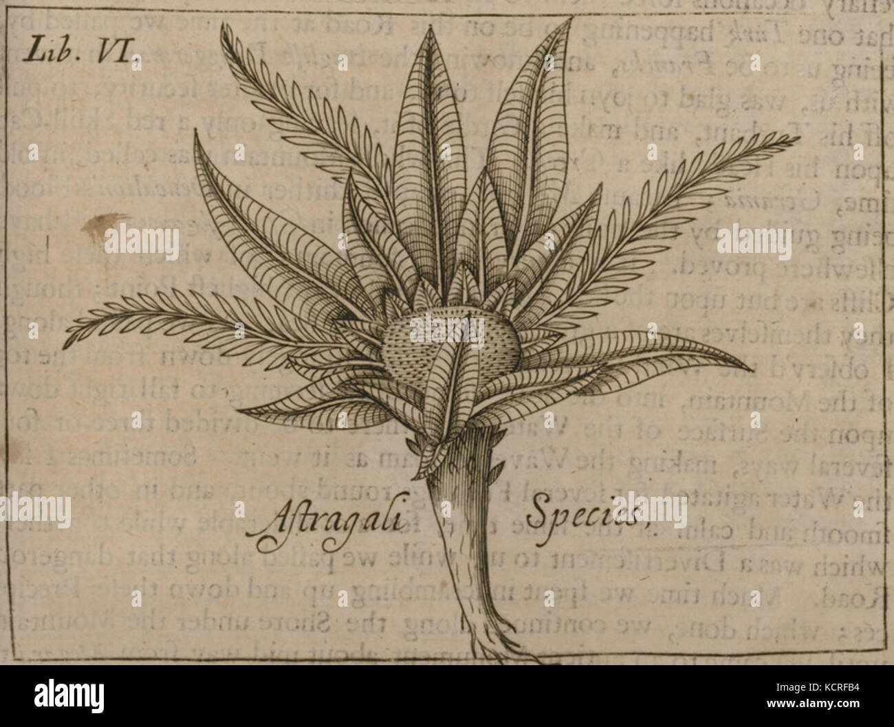 Astragali hi-res stock photography and images - Alamy